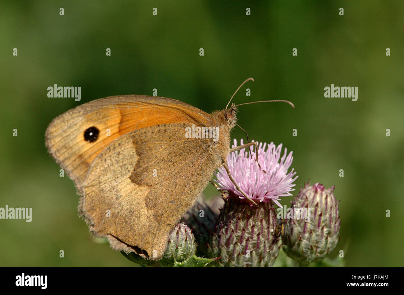 Schmetterling strichzeichnung -Fotos und -Bildmaterial in hoher Auflösung – Alamy