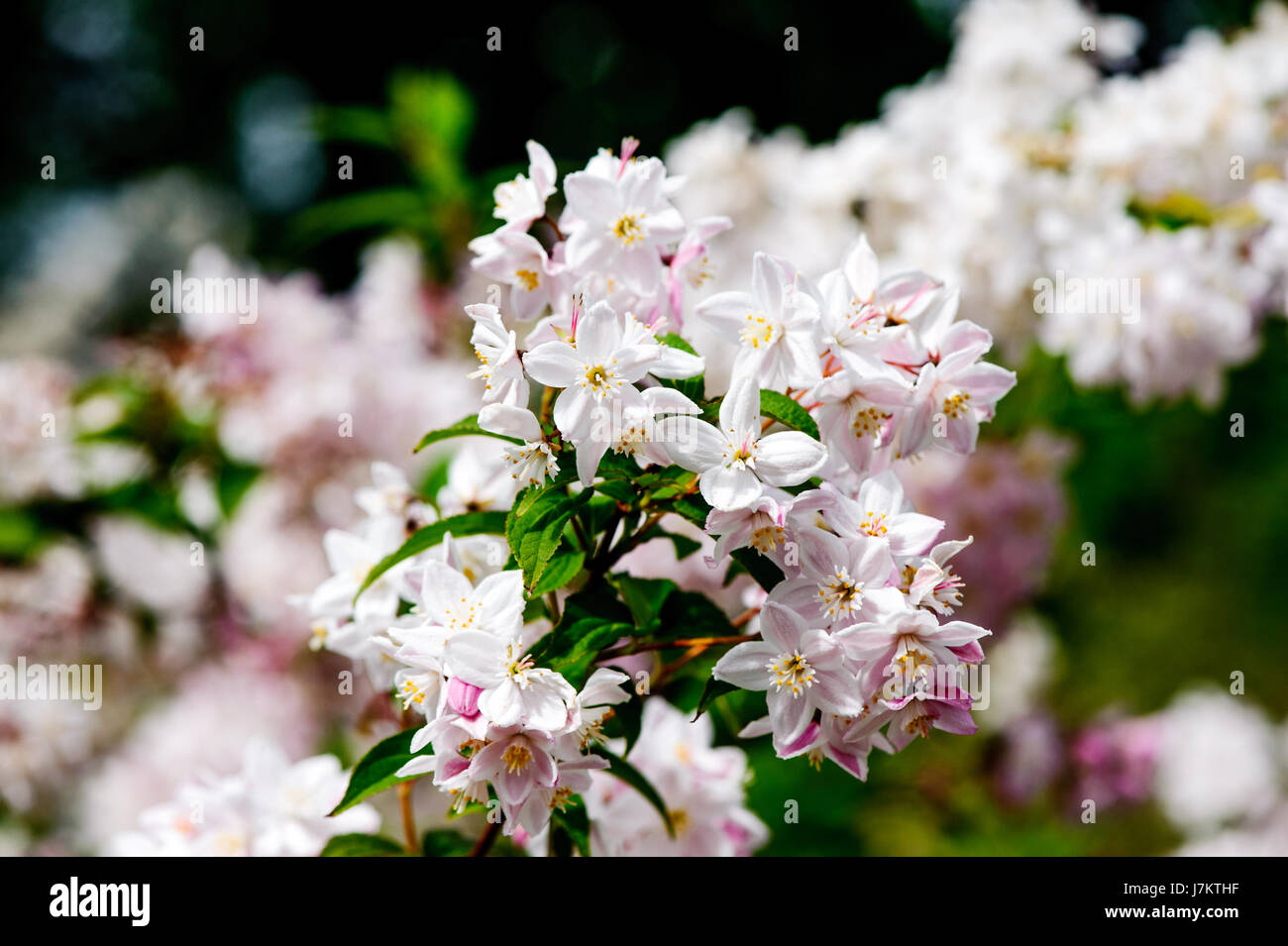 Deutzie Rosea Grandiflora Baum Blüte im Garten Stockfotografie - Alamy