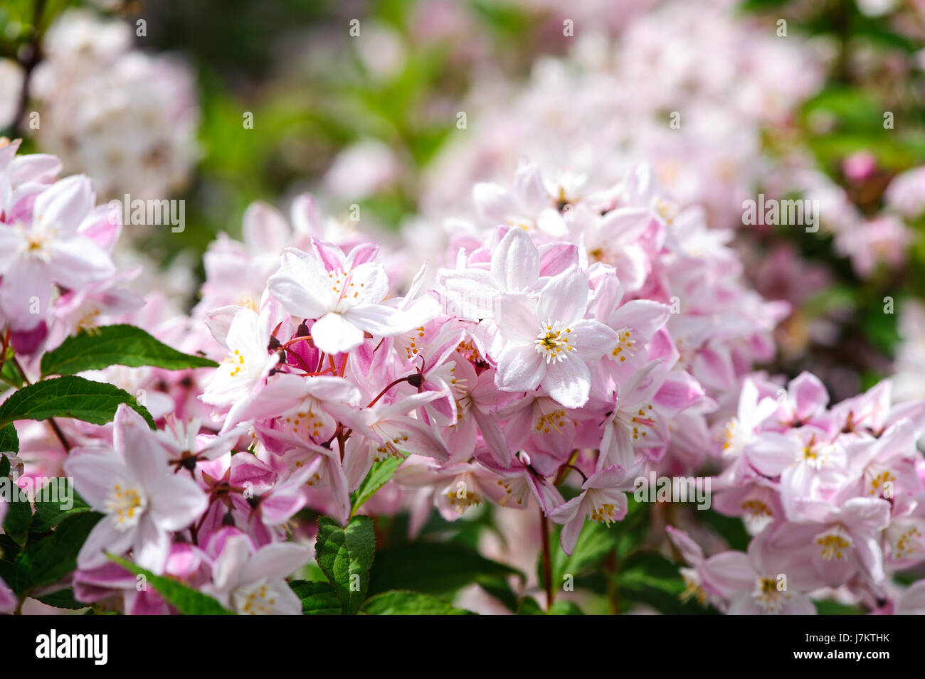 Deutzie Rosea Grandiflora Baum Blüte im Garten Stockfotografie - Alamy