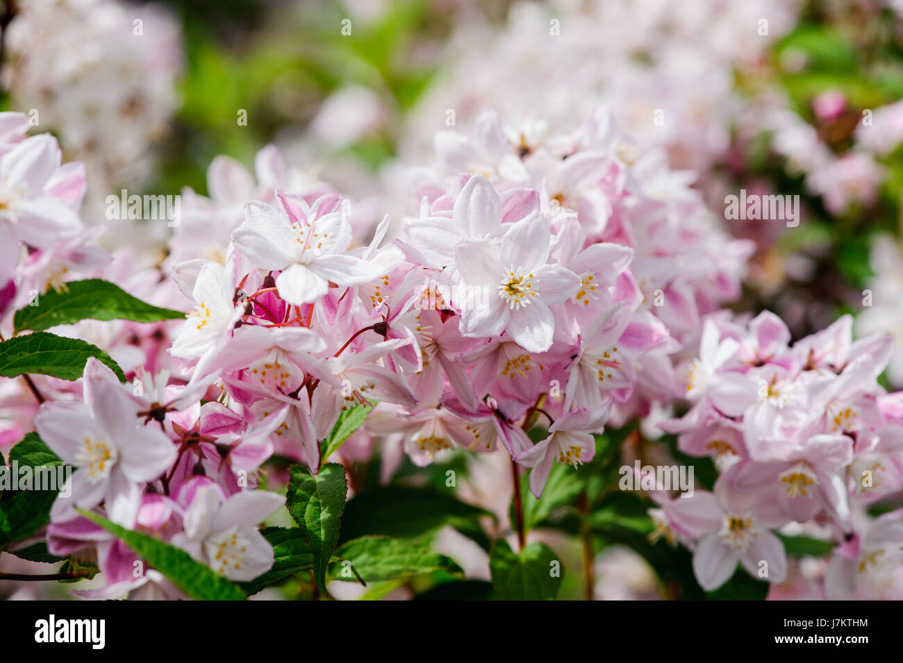Deutzia rosea grandiflora -Fotos und -Bildmaterial in hoher Auflösung ...