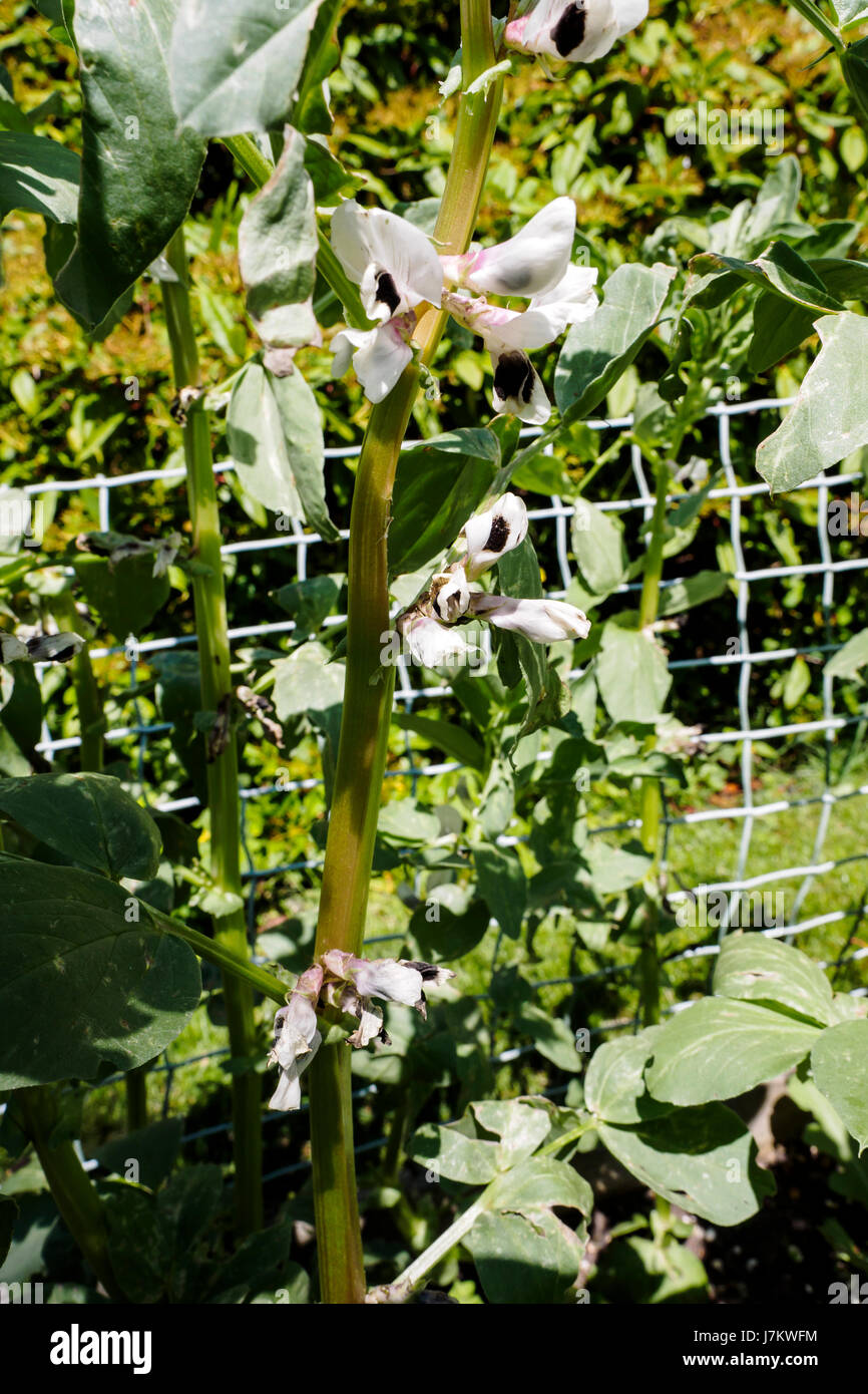 Blumen von der Saubohne (auch Ackerbohne, Fava Bean), Vicia Faba ...
