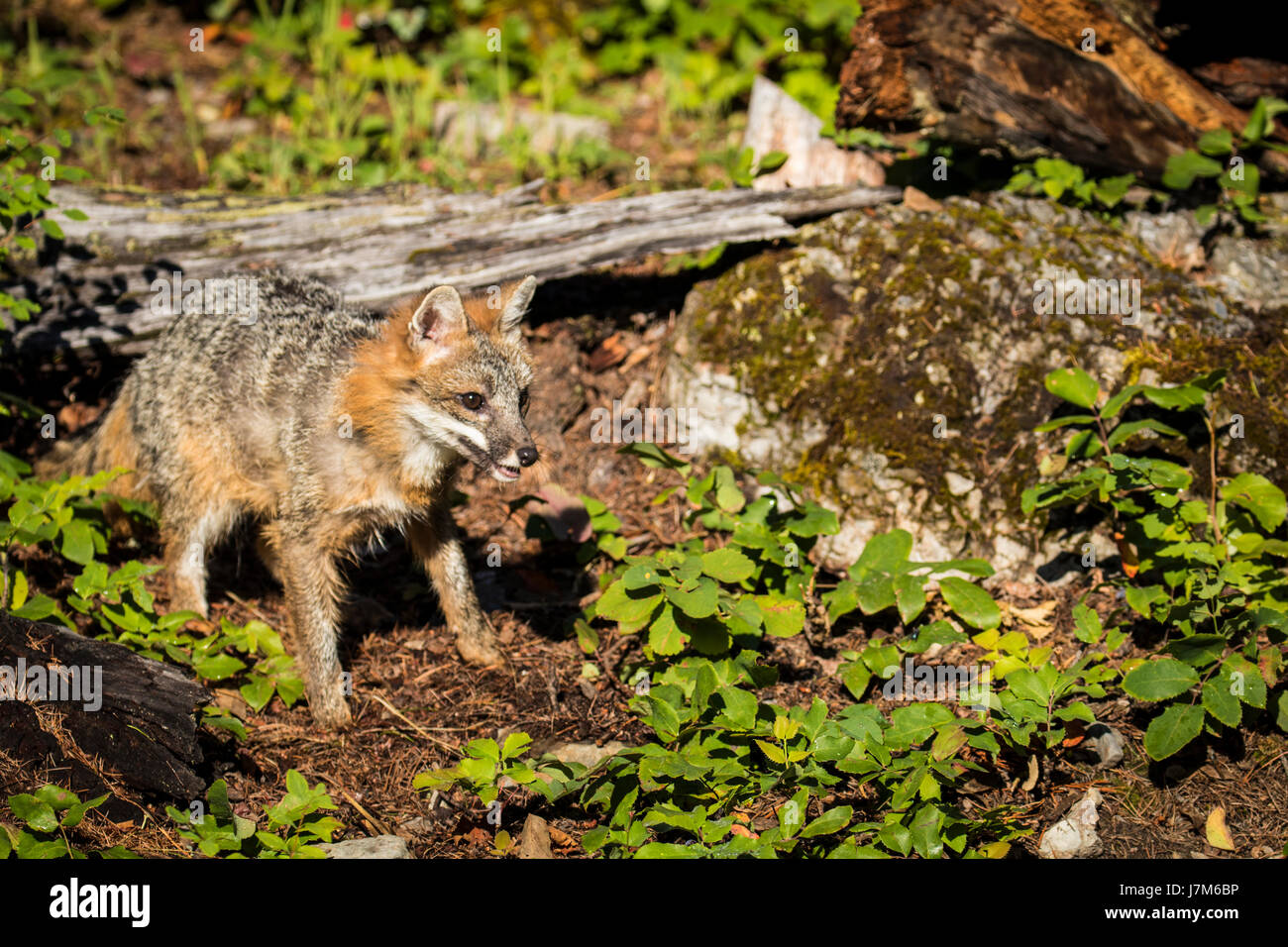 Urocyon cineroargenteus -Fotos und -Bildmaterial in hoher Auflösung – Alamy