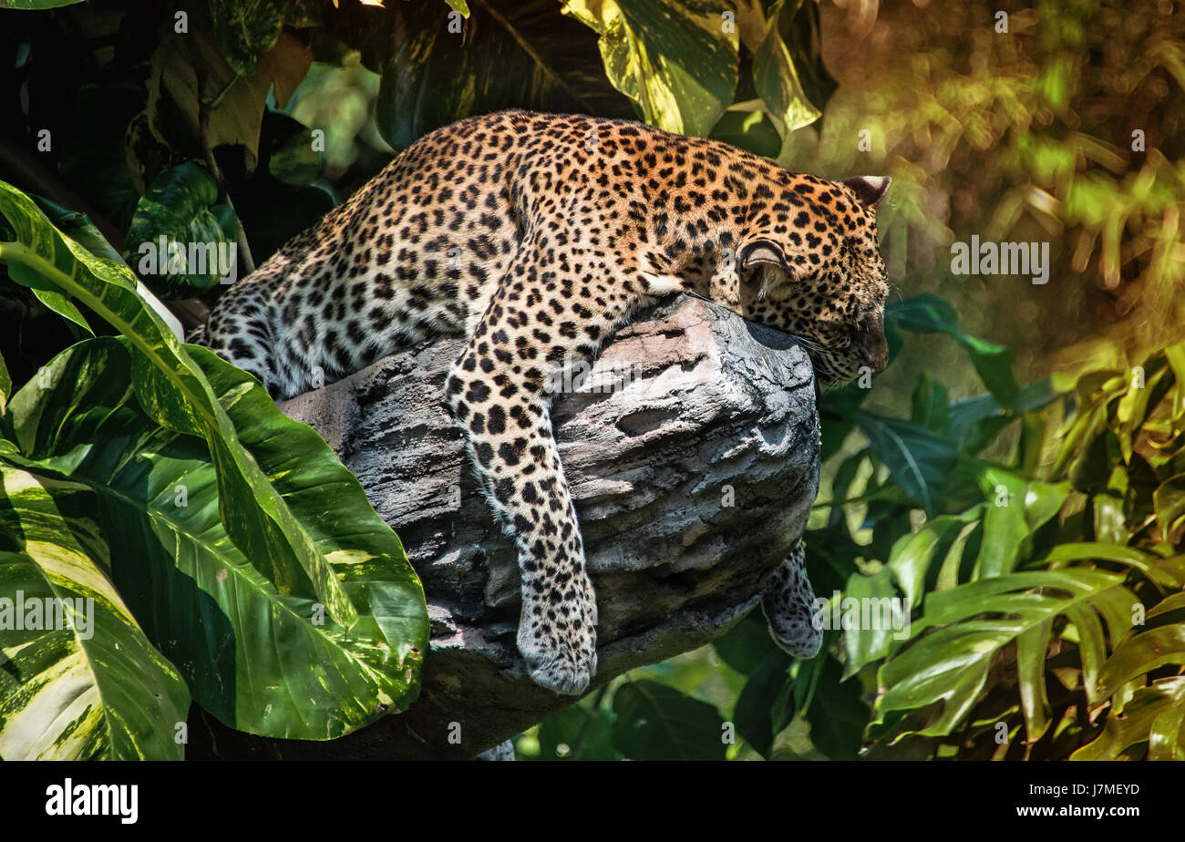 Leopard schlafend auf dem baum -Fotos und -Bildmaterial in hoher ...
