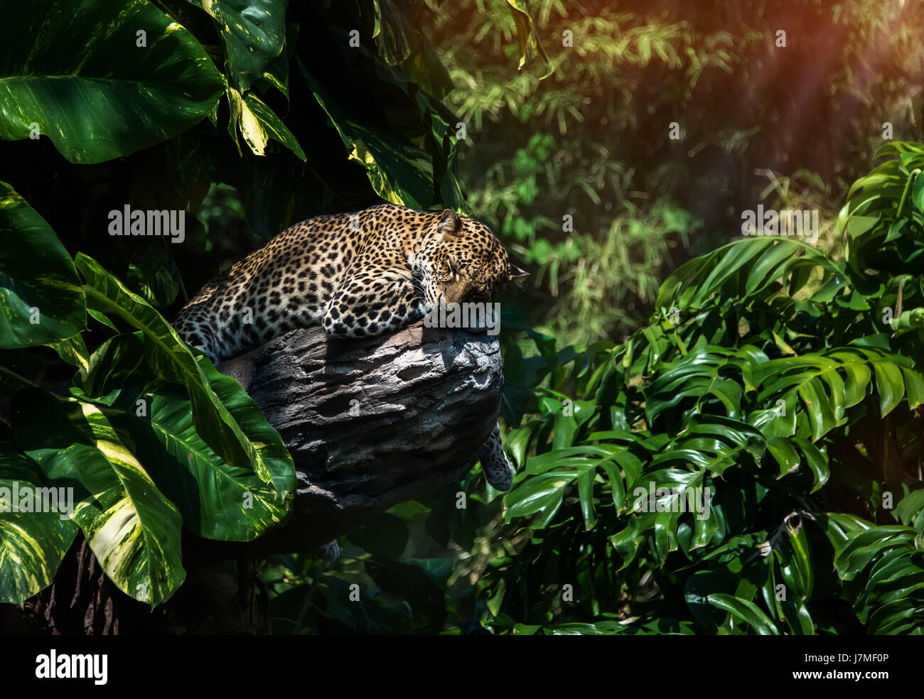 Leopard schlafend auf dem baum -Fotos und -Bildmaterial in hoher ...