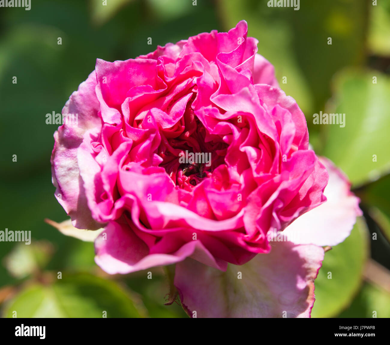 David austin rose -Fotos und -Bildmaterial in hoher Auflösung – Alamy