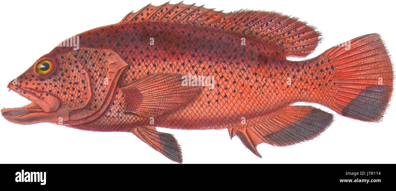 Cephalopholis fulva, allgemein bekannt als der Grupper, ist eine ...