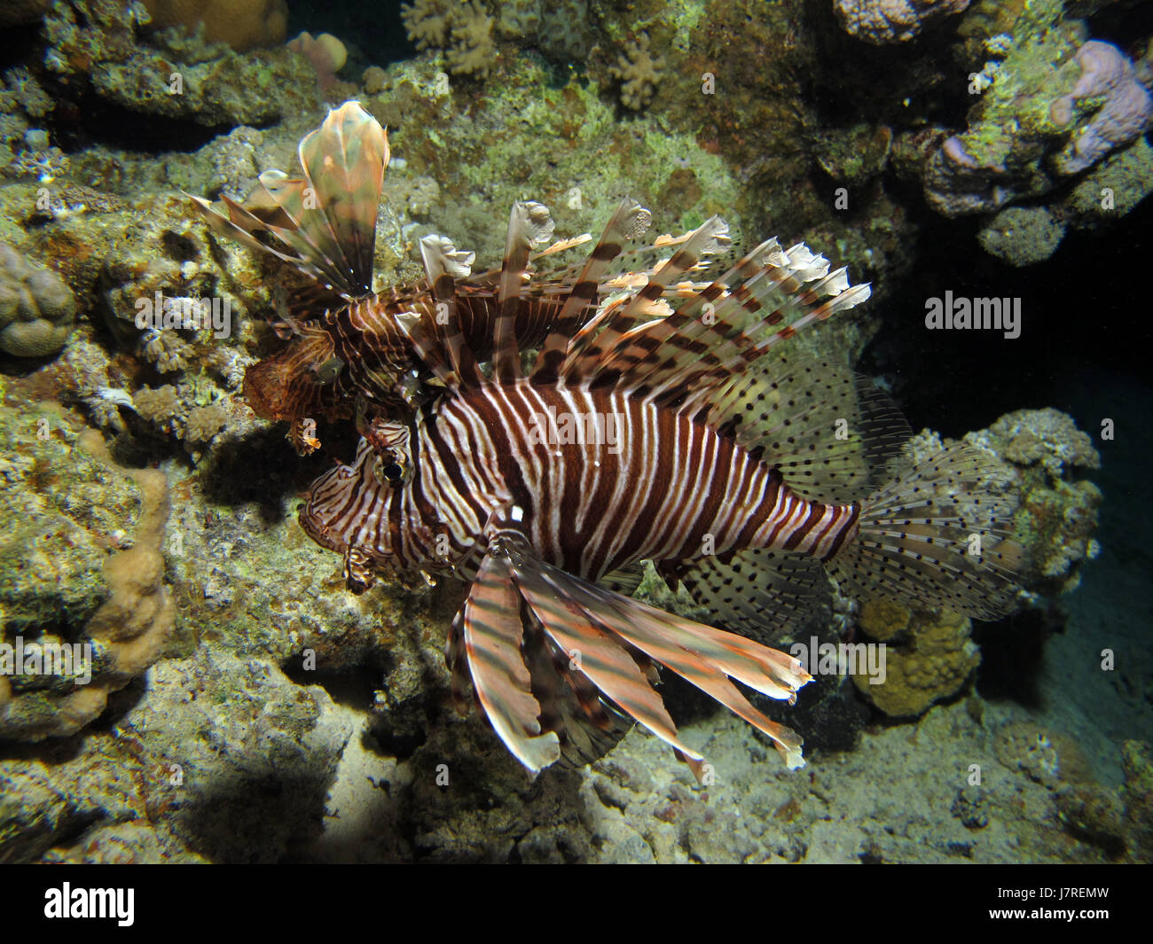 Fische tauchen Reef Salzwasser Meer Ozean Wasser giftig giftig Zähne ...