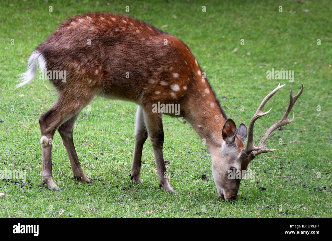 tierische Hart Hirsch Tier Schlucht verschlingen verschlingen Weiden ...