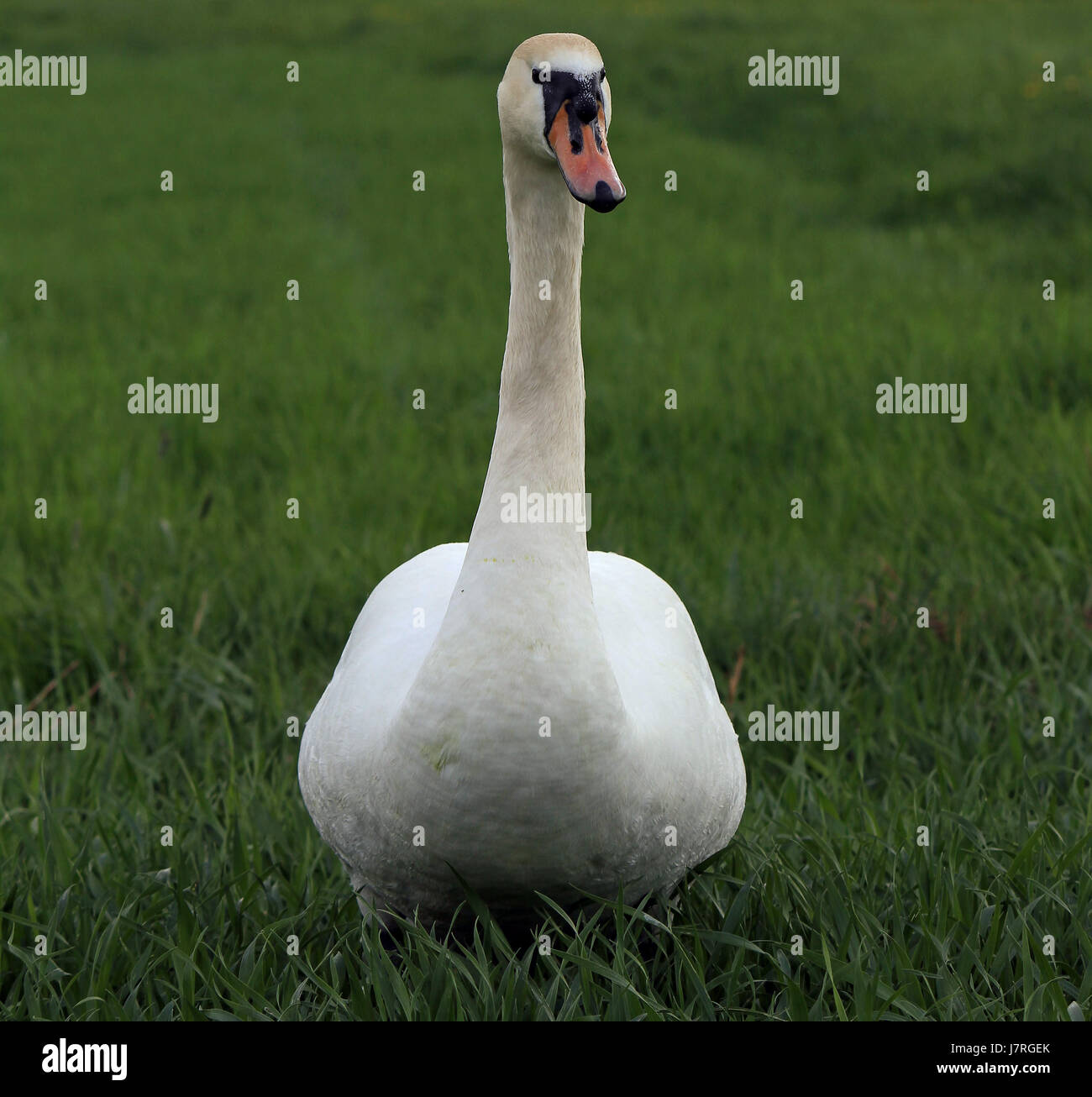 Schwan Tier Auge Orgel Schwan Vögel Vogelschnabel Befederung Tierwelt ...