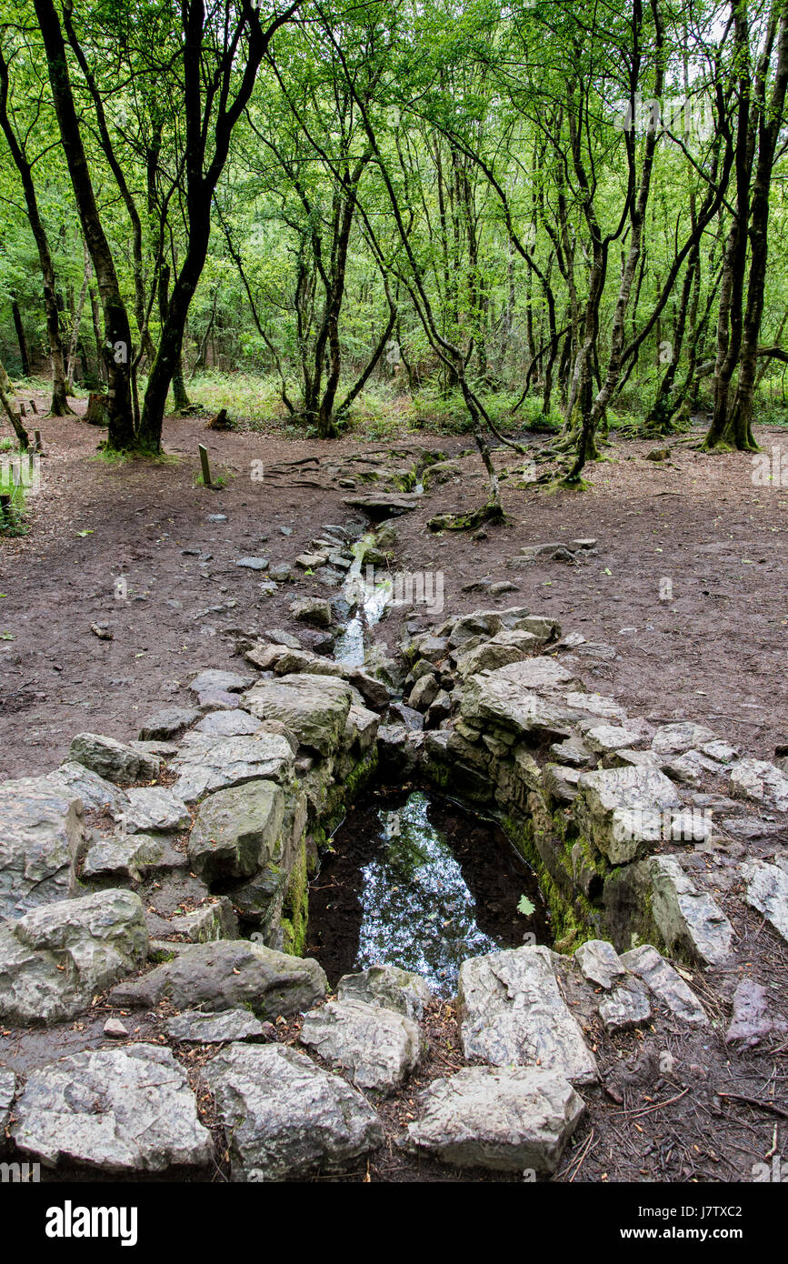 Broceliande Forest Stockfotos und -bilder Kaufen - Alamy