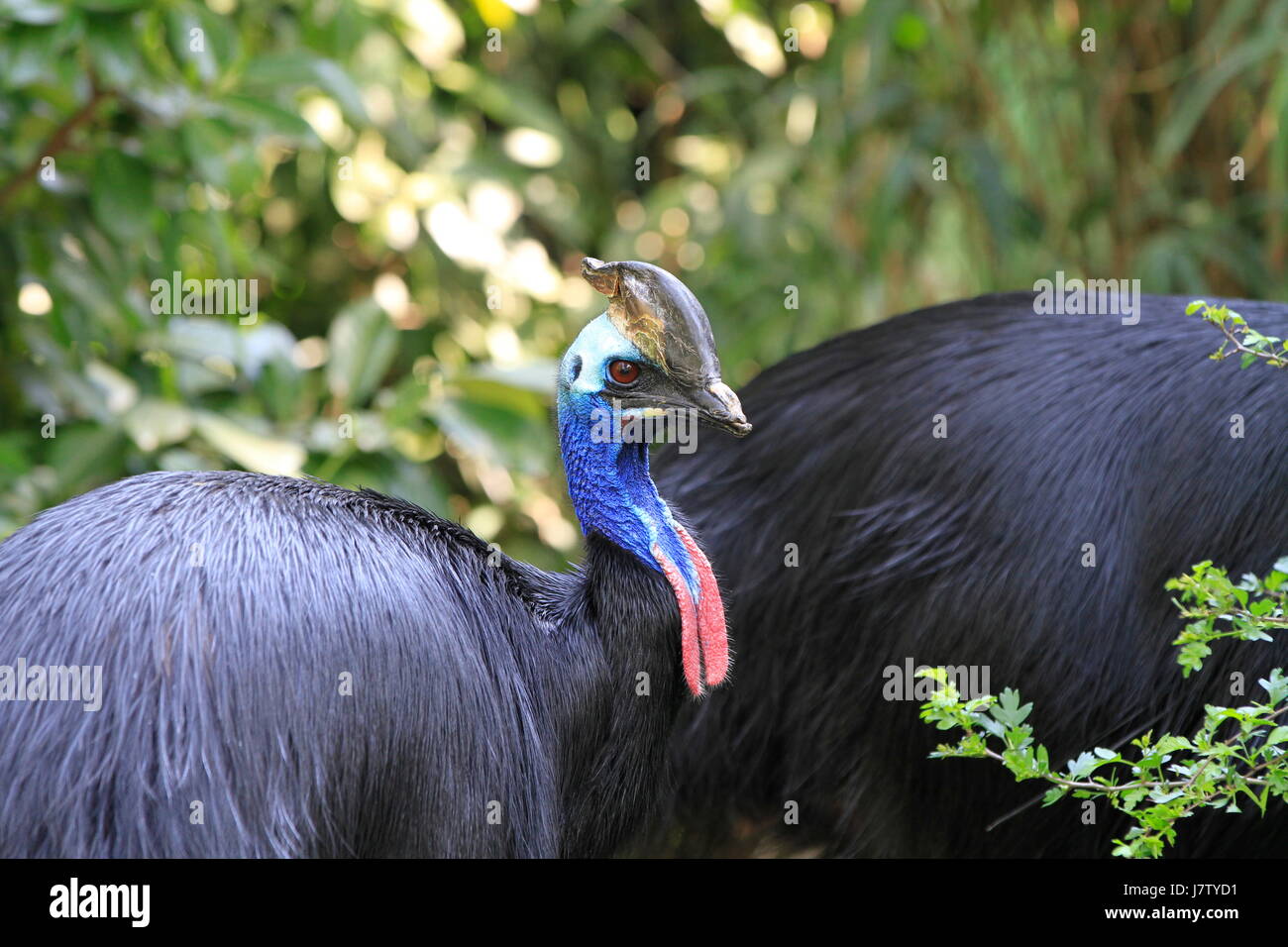 Kasuar kopf -Fotos und -Bildmaterial in hoher Auflösung – Alamy