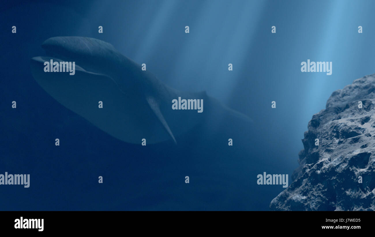 Wal essen -Fotos und -Bildmaterial in hoher Auflösung – Alamy