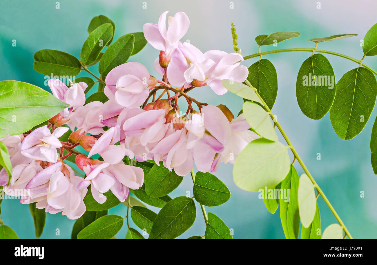 Robinia Pseudoacacia Baum Blumen rosa, weiß, wie Robinie, Gattung ...