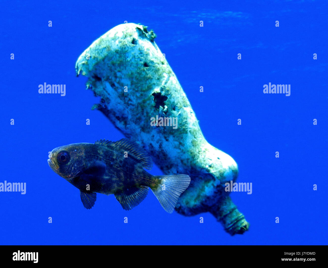 Great Pacific Garbage Patch Stockfotos & Great Pacific Garbage Patch ...