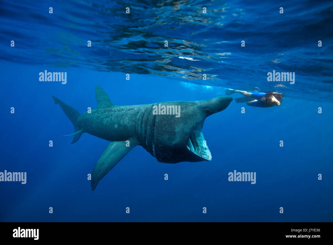 Shark Eating Fish Stockfotos und -bilder Kaufen - Alamy