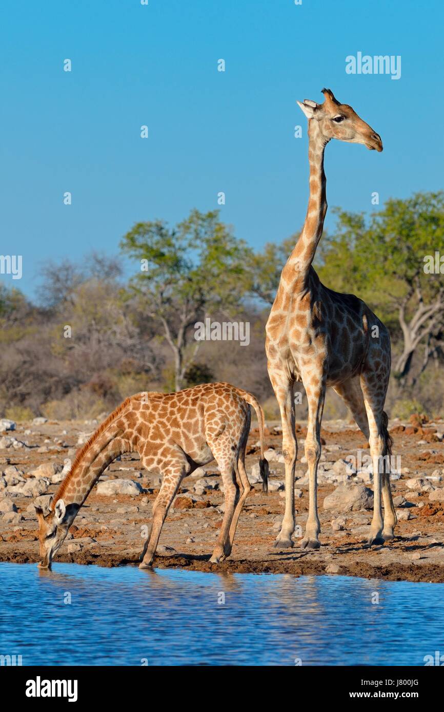 Sideways Giraffe Stockfotos und -bilder Kaufen - Alamy
