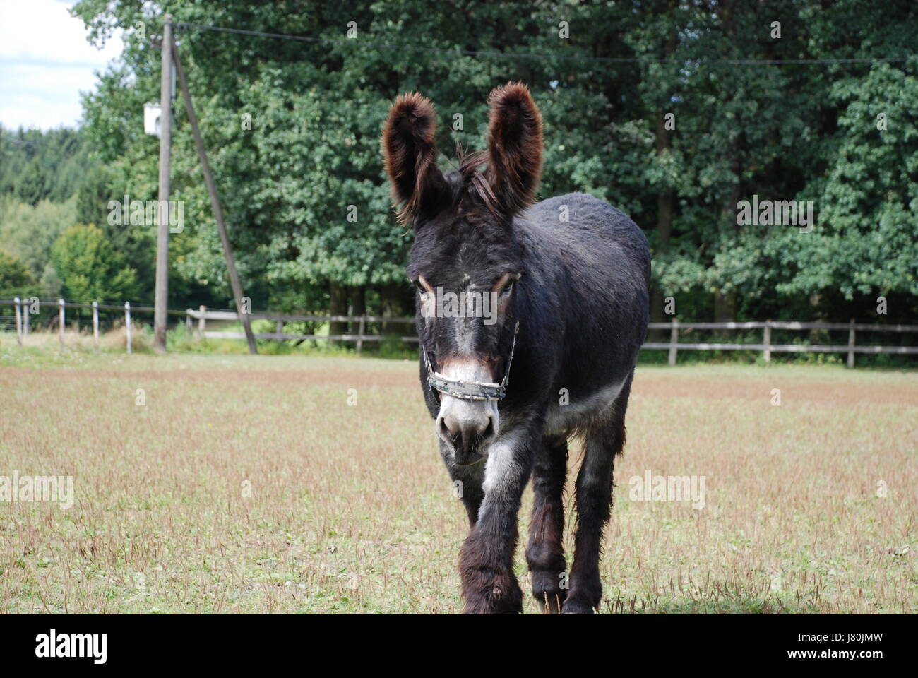 Esel kopf -Fotos und -Bildmaterial in hoher Auflösung – Alamy