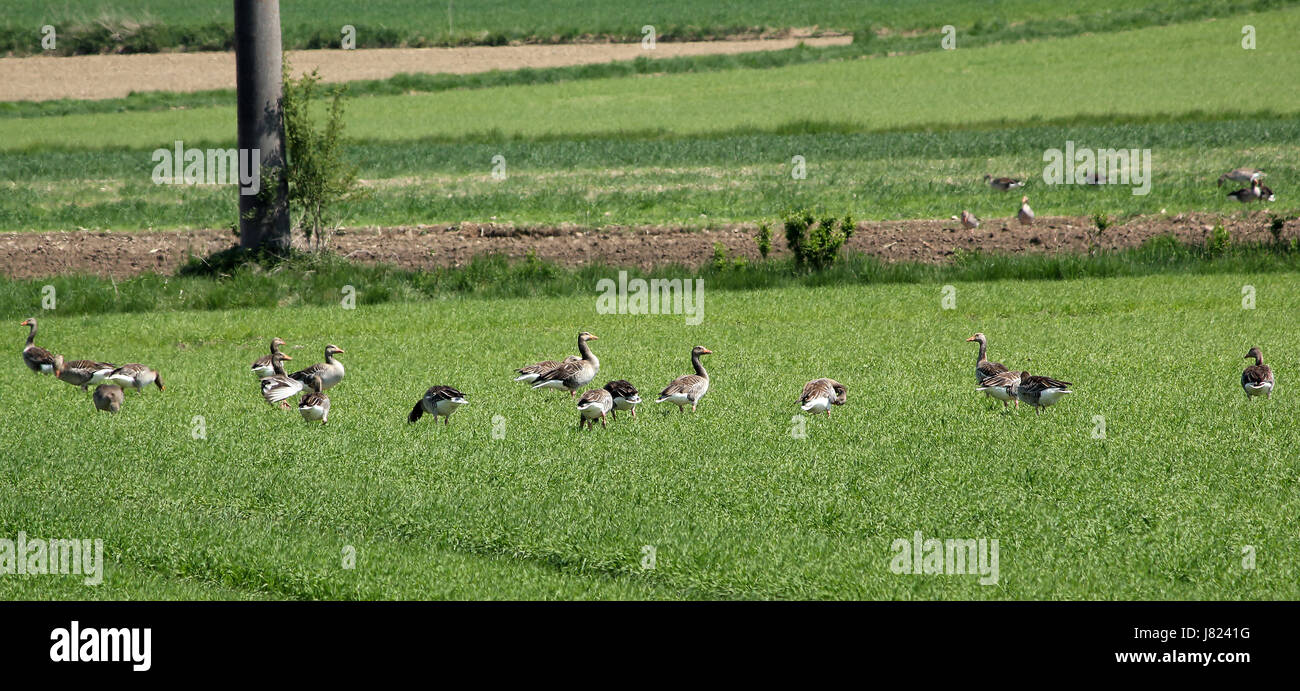 Tiere Vögel Vogel Gräser stehen Tierwelt Gänse Wiese Natur Graugnse ...