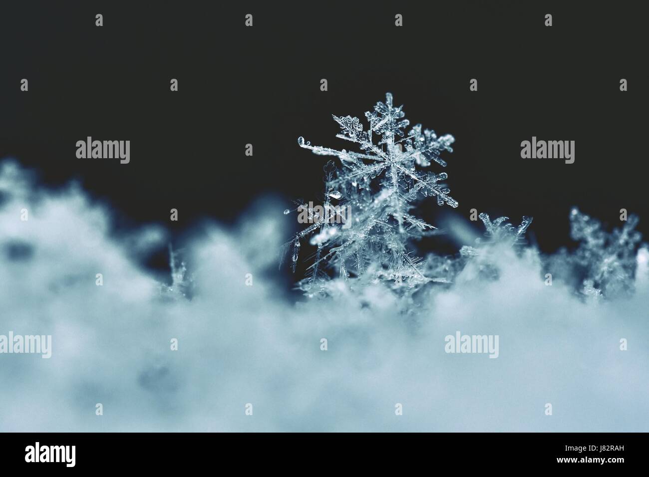Crystal snow ice crystal microscopic -Fotos und -Bildmaterial in hoher ...