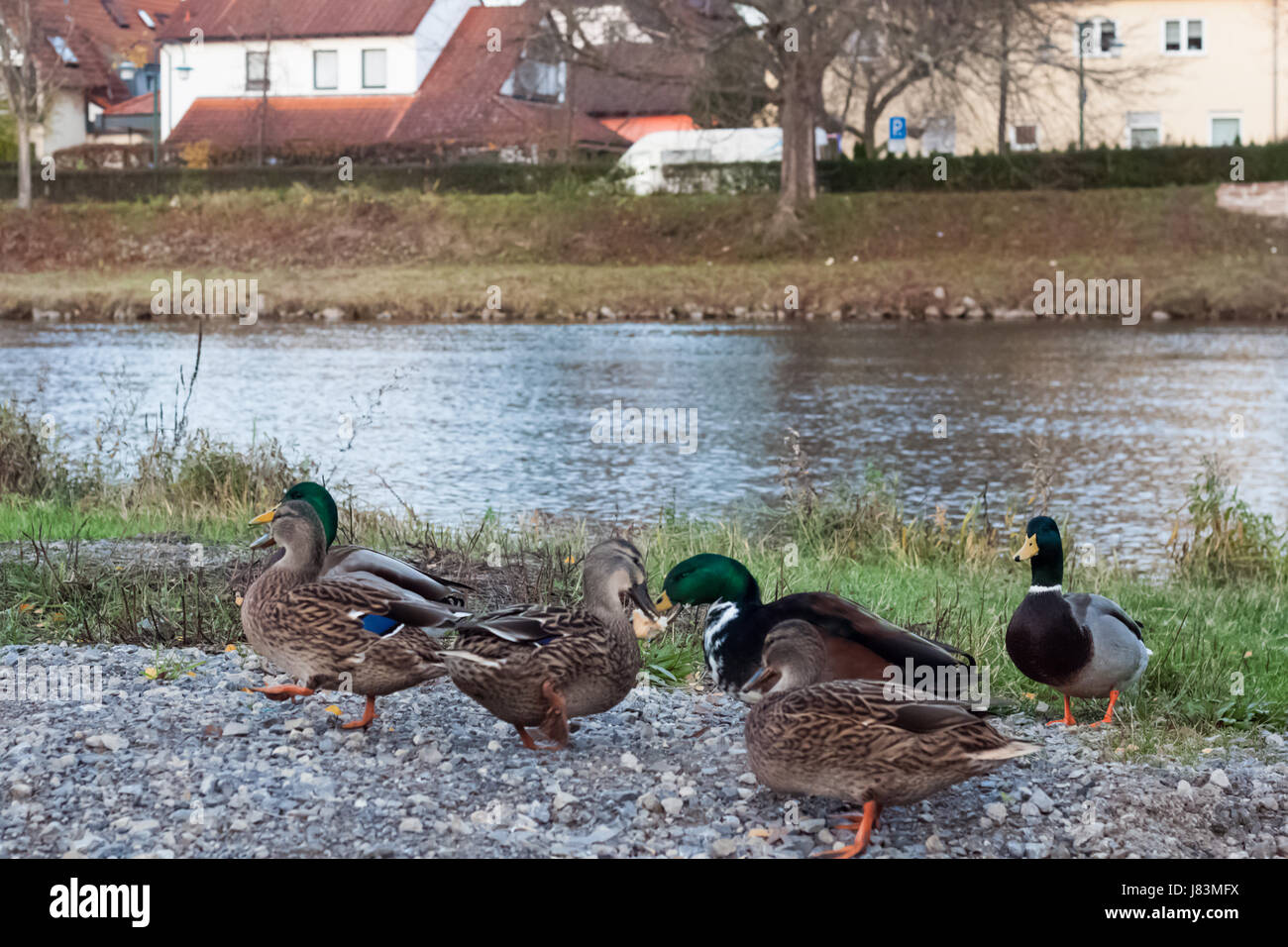 Grüne und graue Enten schwimmen im See Stockfotografie - Alamy
