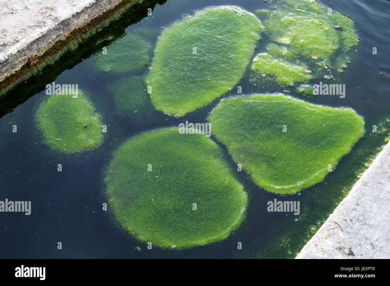 Grünes Wasser-Algen und Moos Gemälde im pool Stockfotografie - Alamy