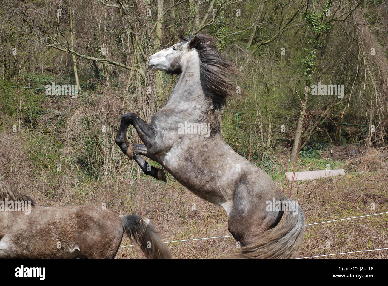 Pferd Pferde Herde Hierarchie Rang dappled grau Verhalten Verhalten ...