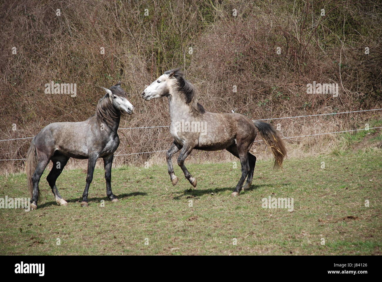 Pferd Pferde Herde Hierarchie Rang dappled grau Verhalten Verhalten ...