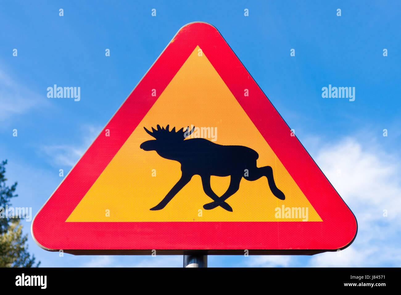 Elch schweden strasse -Fotos und -Bildmaterial in hoher Auflösung – Alamy