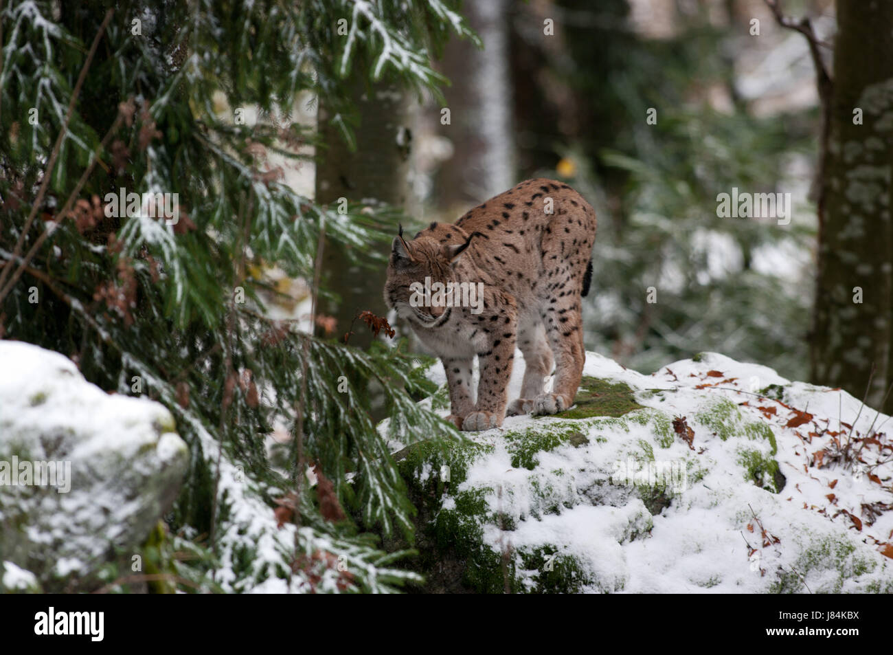 Baum Rock Katze Raubkatze Raubkatze Luchs Tanne Herbst Herbst Baum Rock ...