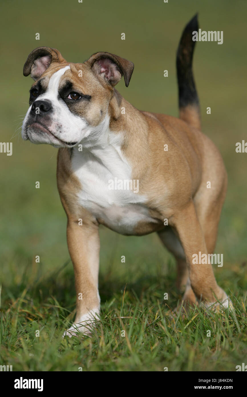 Proud bulldog -Fotos und -Bildmaterial in hoher Auflösung – Alamy