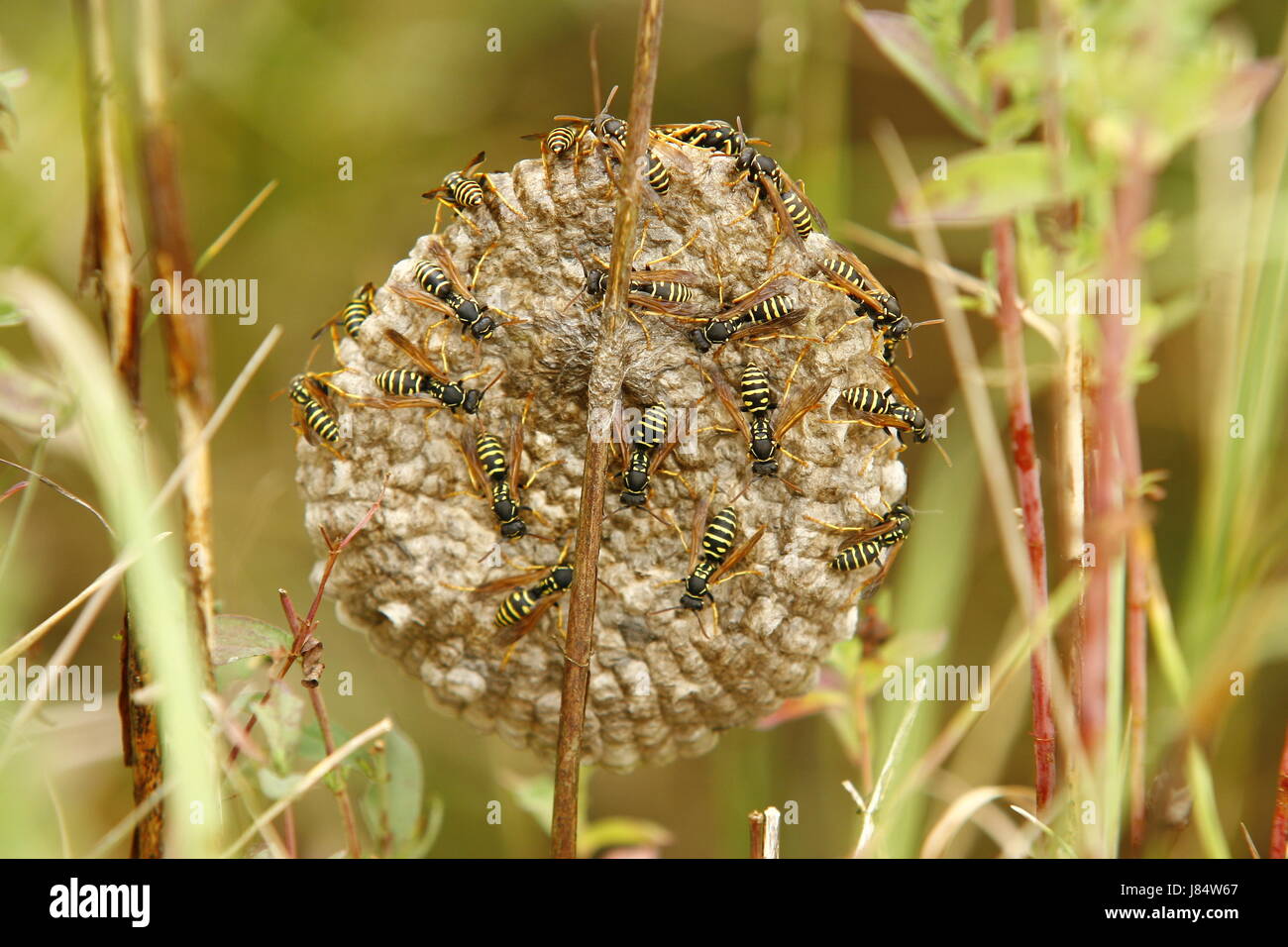 Feld Wespe Nest Waben Vespiary Wiese Insekt Insekten Feld Wespennest