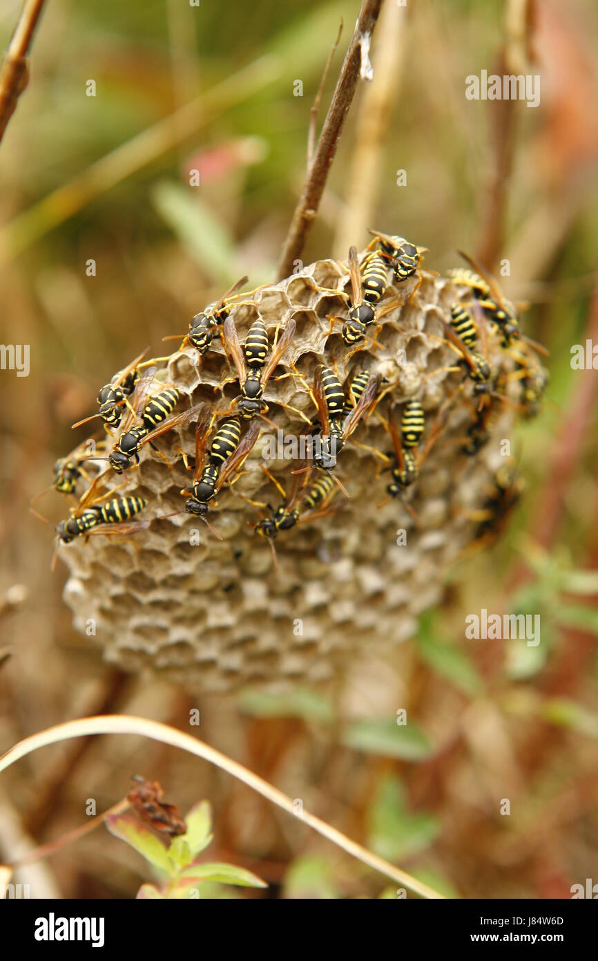 Feld Wespe Nest Waben Vespiary Wiese Rasen Rasen Grün Insekten Feld