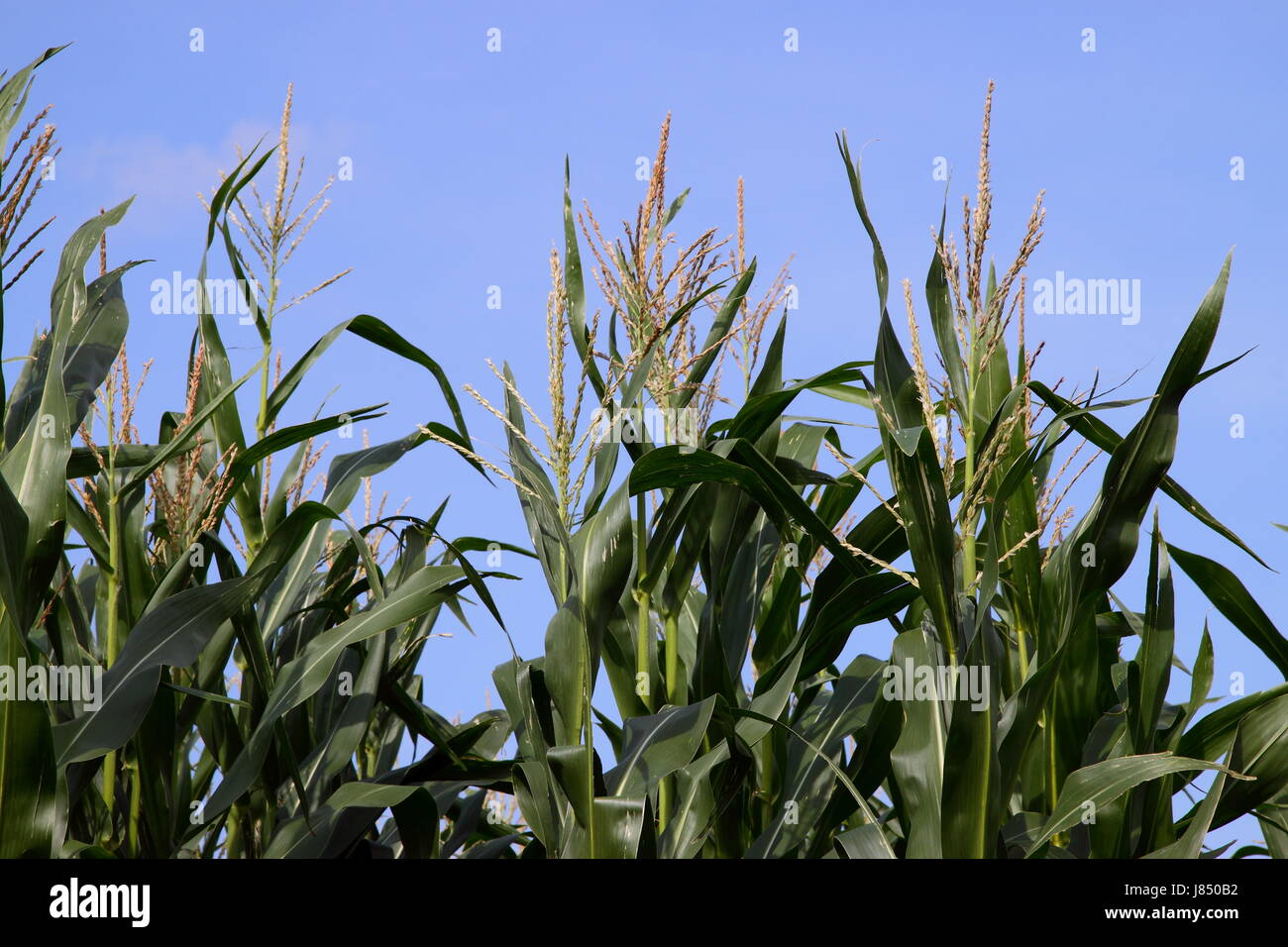 Futter Mais Maisfeld Blüte Blüte gedeihen gedeihen Glanz leuchtet hell ...