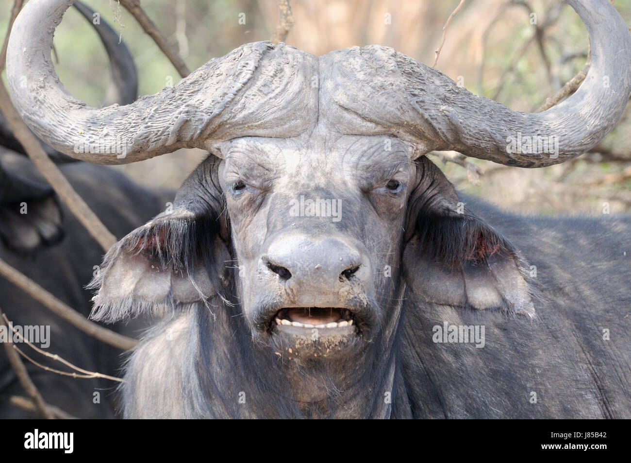 Savannah Kornette bovine afrikanischer Büffel Botswana Afrika Savanne ...