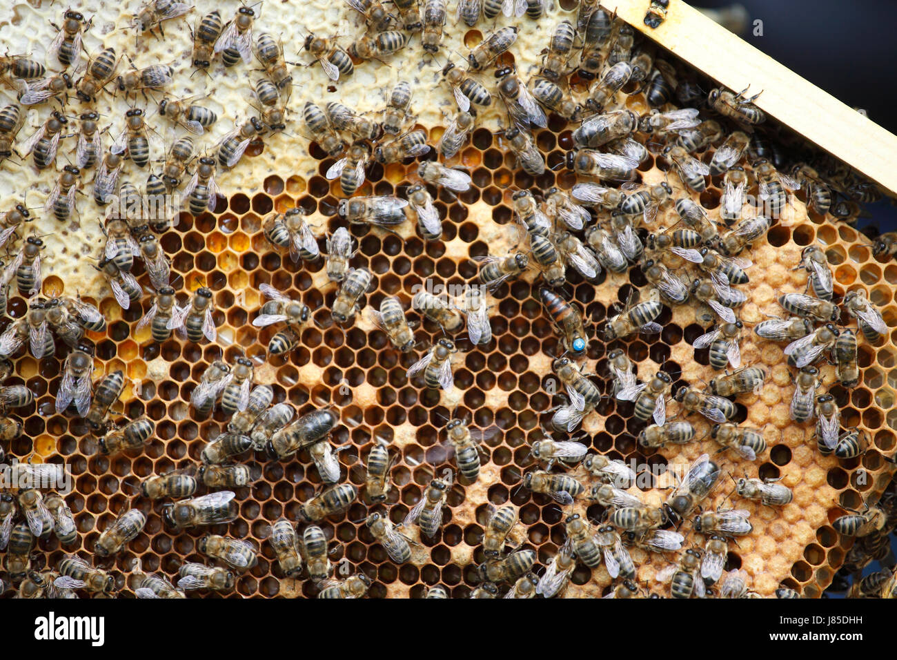 Bienenwaben Königin Biene Bienen Honig Bienen Bienenstock Waben ...