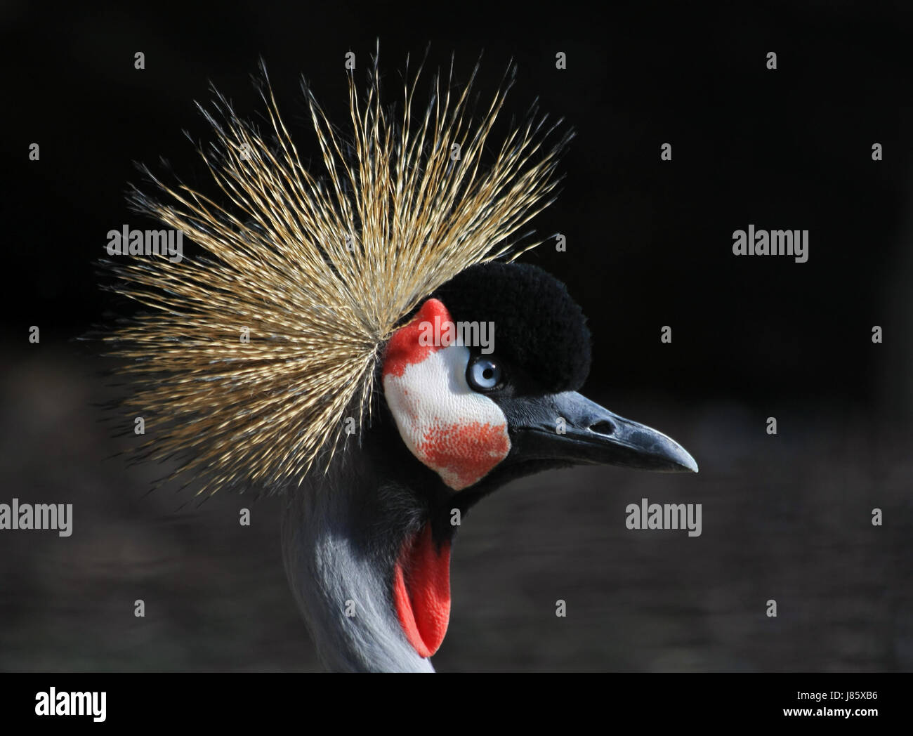 Tiere Vogel Auge Orgel Vögel Schnabel Kran Schnäbel Natur Kopf Tiere ...