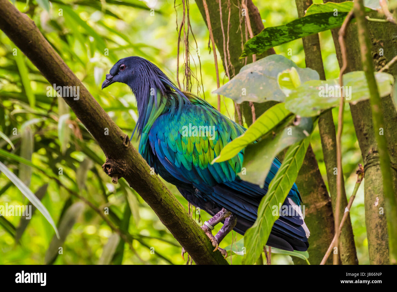 Dschungel-Vogel mit lila, blau, grün glänzenden Federn Stockfotografie ...