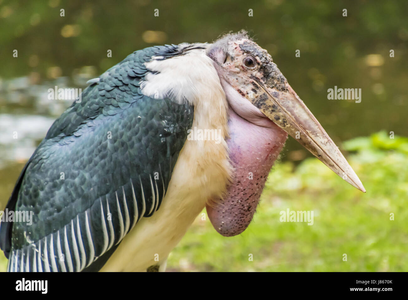 Hässliche füße und schöne füße -Fotos und -Bildmaterial in hoher ...