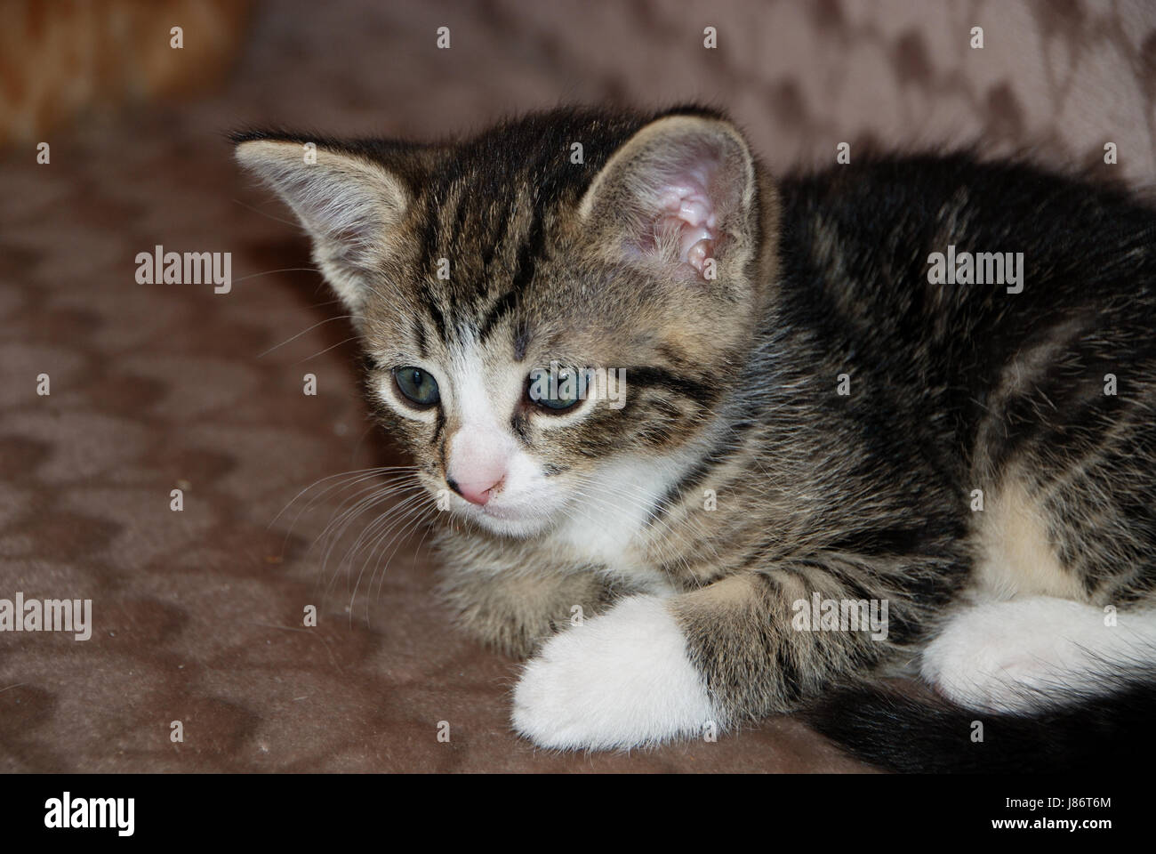 tierische junge Tiere Katze Baby Kätzchen Pussycat Katze Hauskatze ...