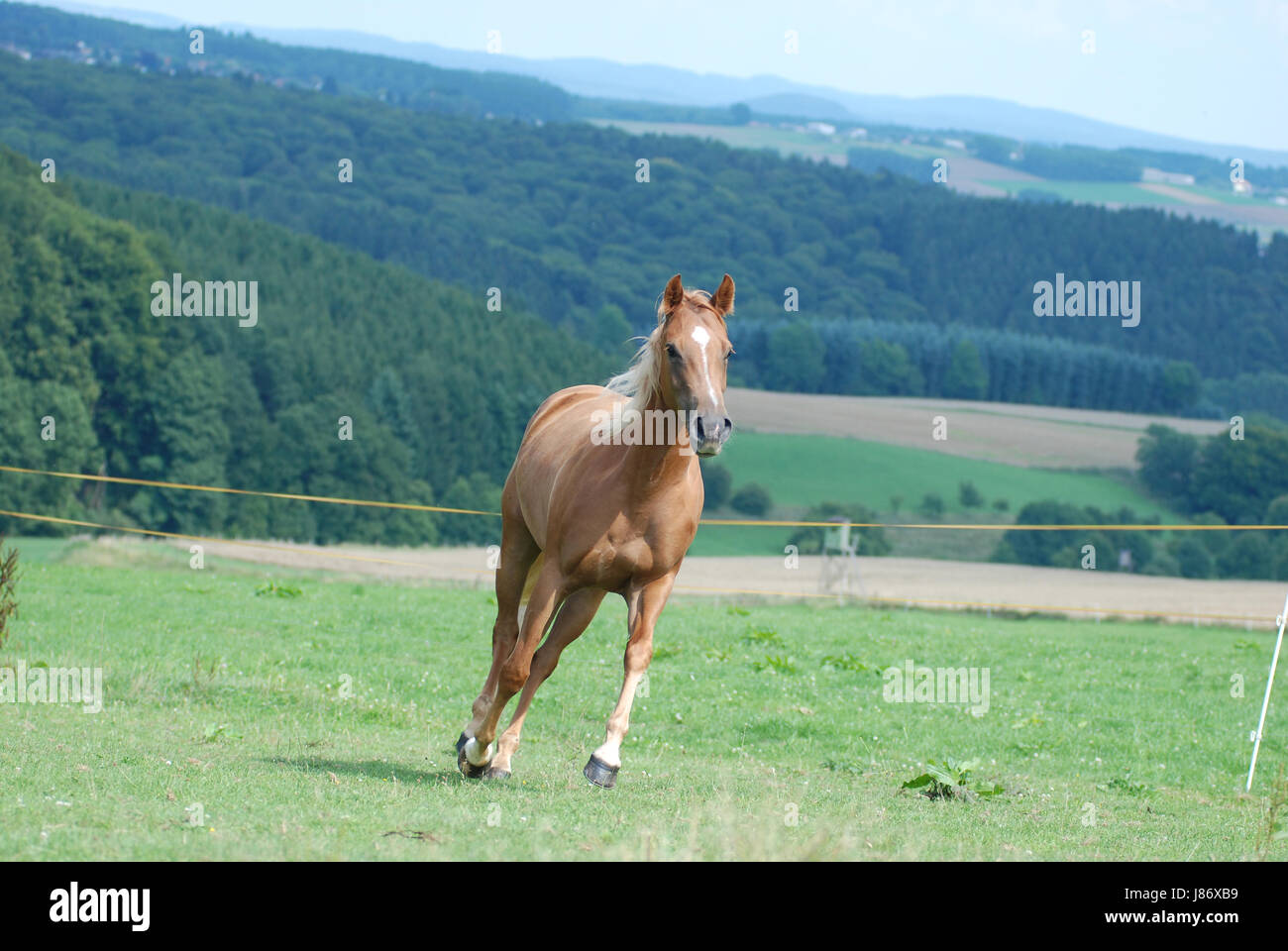Flachs mähne -Fotos und -Bildmaterial in hoher Auflösung – Alamy