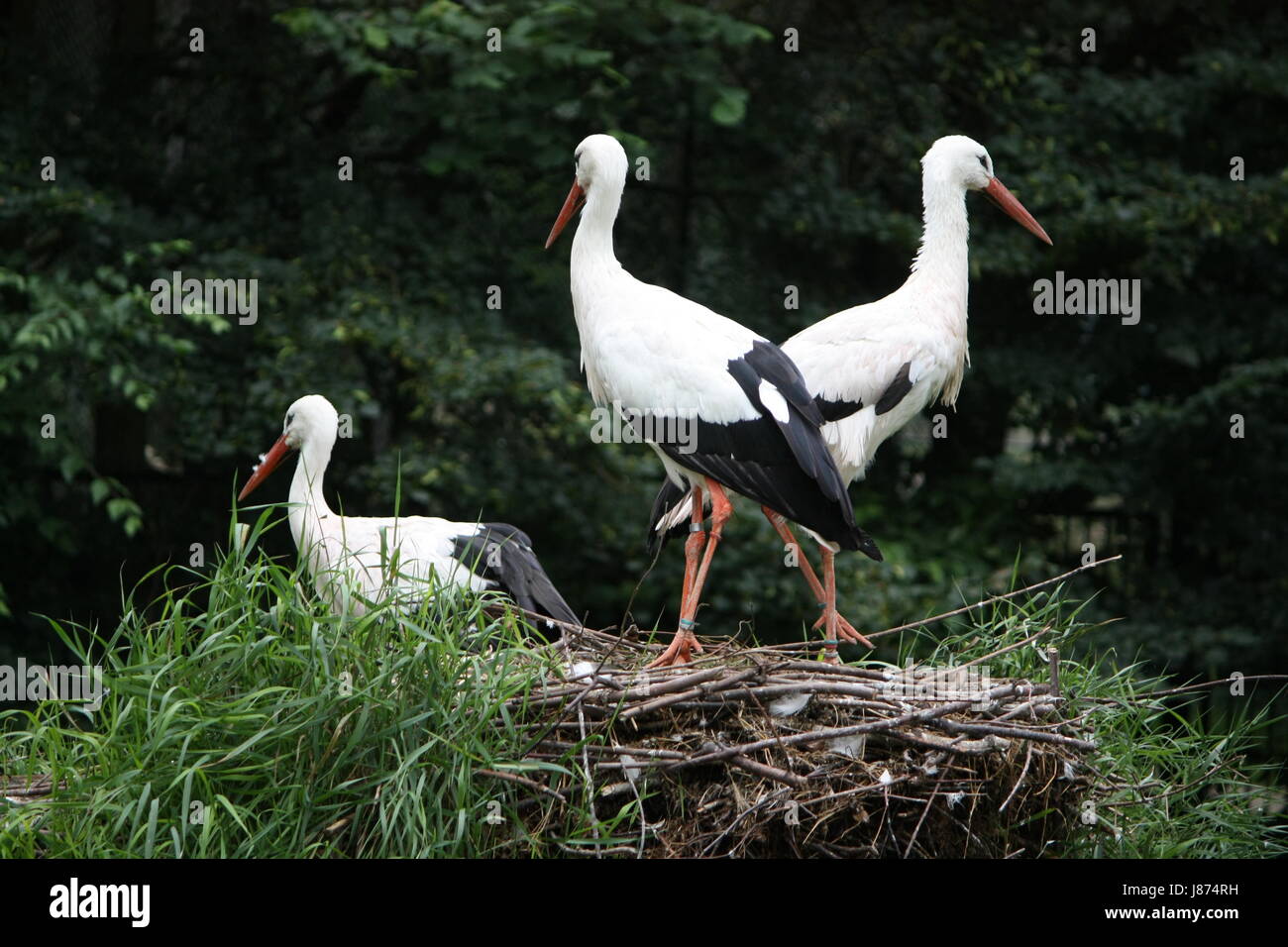 Storch, Nest, Störche, Männlich, Weiblich, Paarung, Mate, Zeichen ...