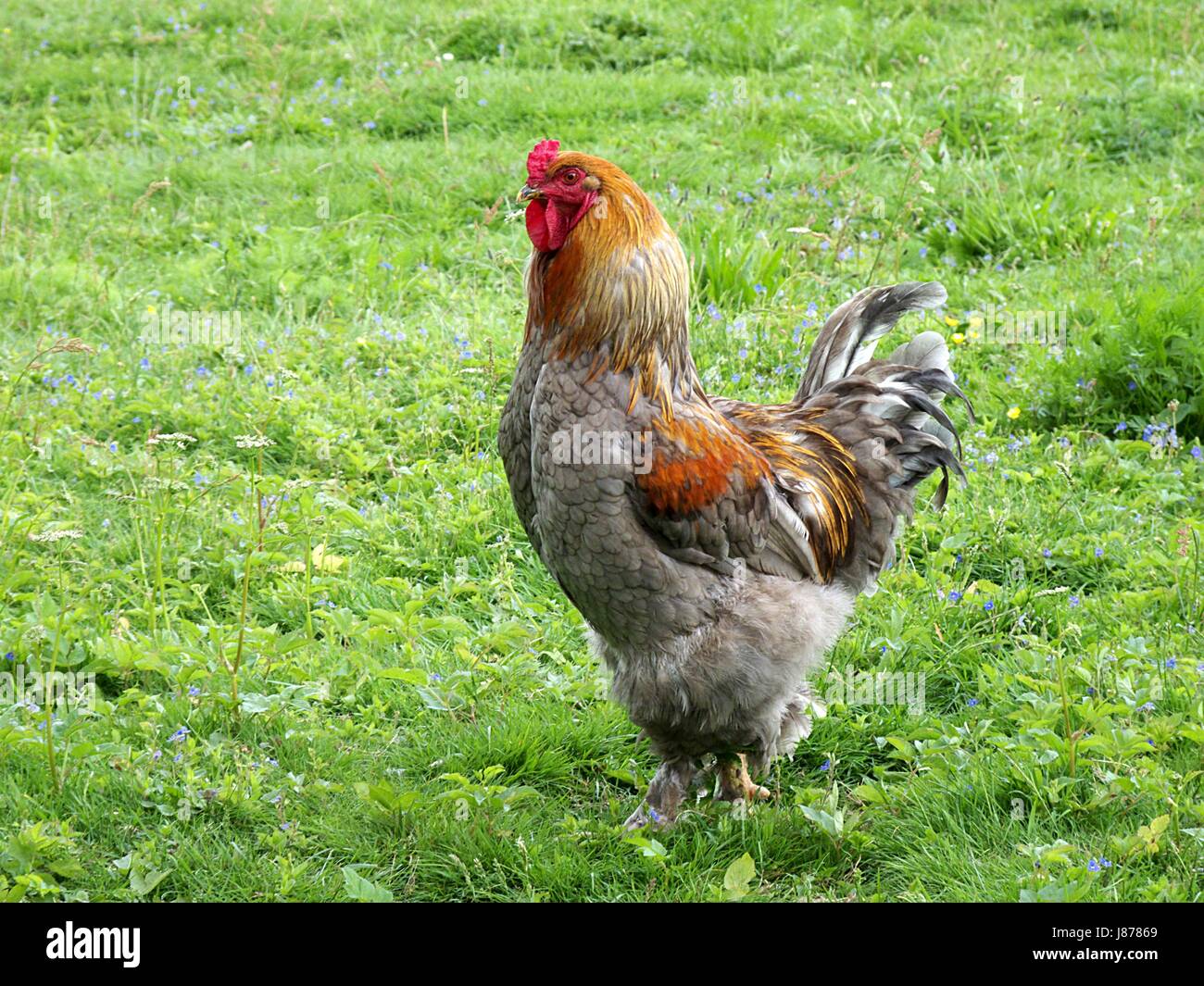 Haustier Vogel Vögel Geflügel Bauernhof Tier Freilauf Hahn Hahn Eco ...