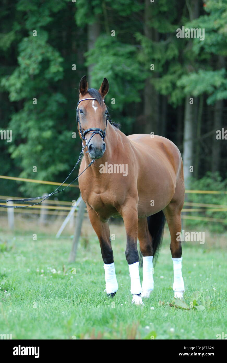 Deutscher galopp -Fotos und -Bildmaterial in hoher Auflösung – Alamy