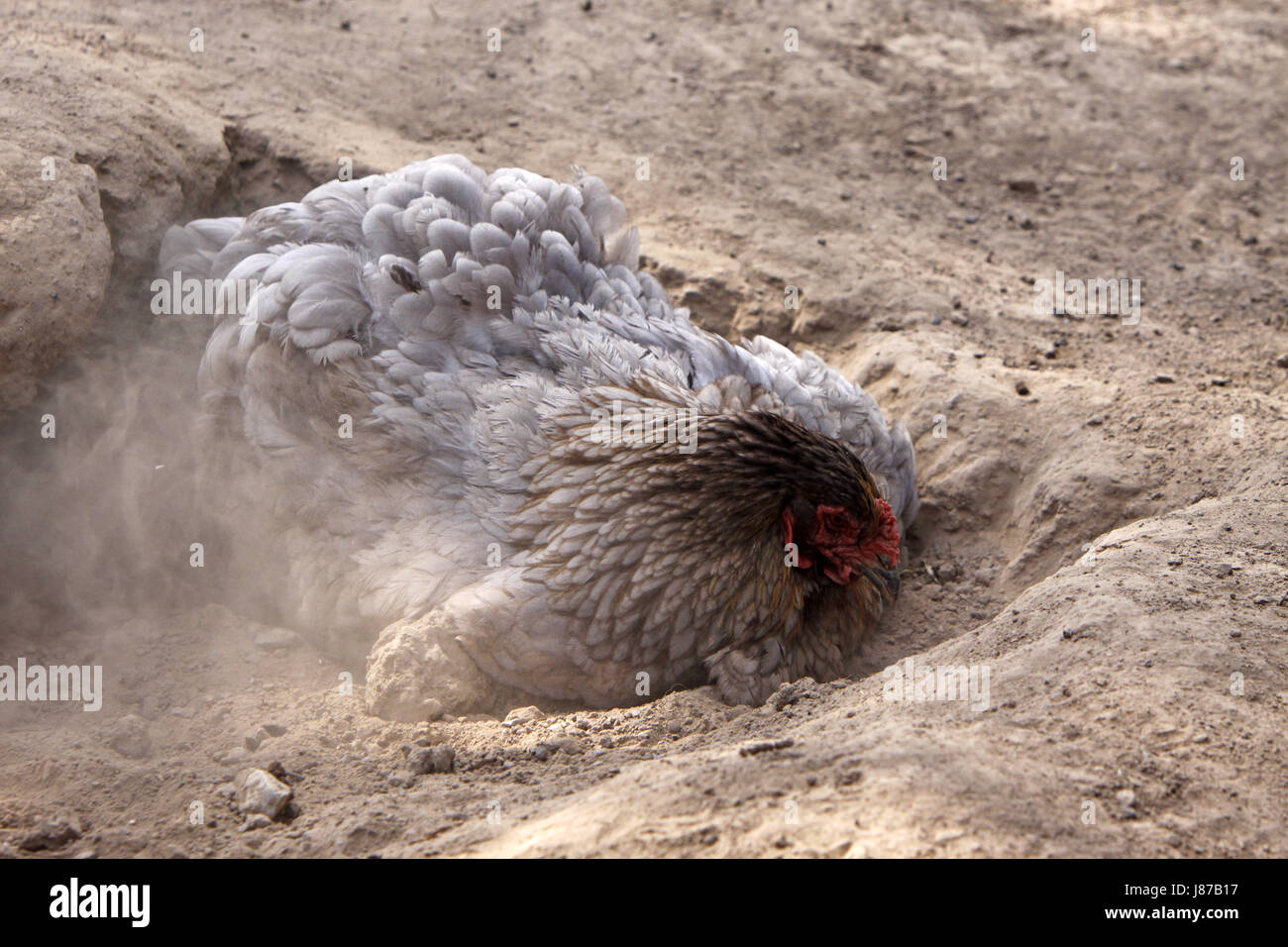 Staub, Huhn, Sand, Sand, Hühner, Hühner, Vogel, Staub, Vögel, Geflügel ...