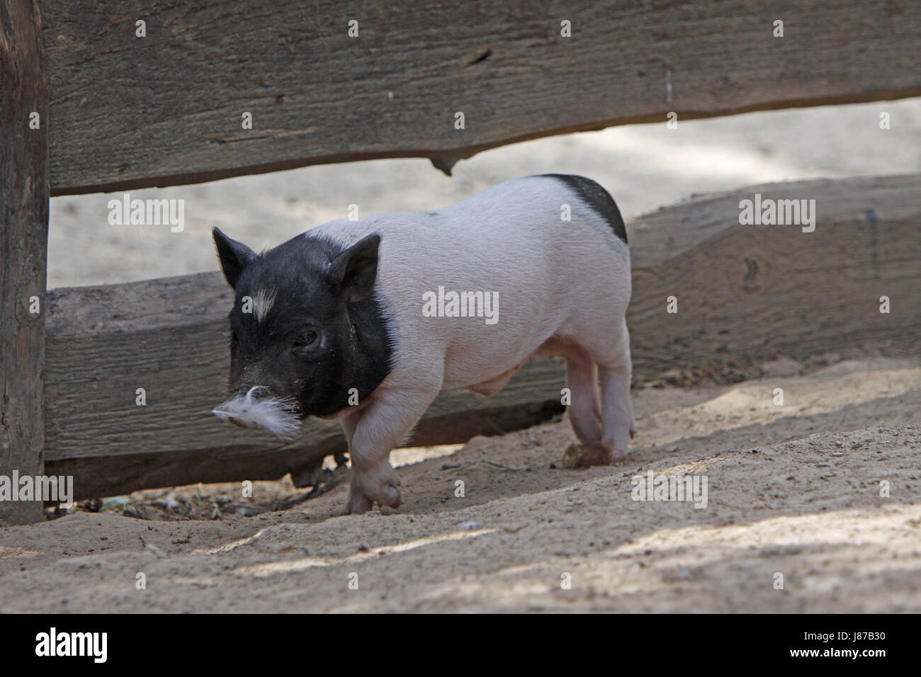 Mini, Nutztier, Ferkel, Hausschwein, Schwein, Mini, Bauernhof Tiere ...