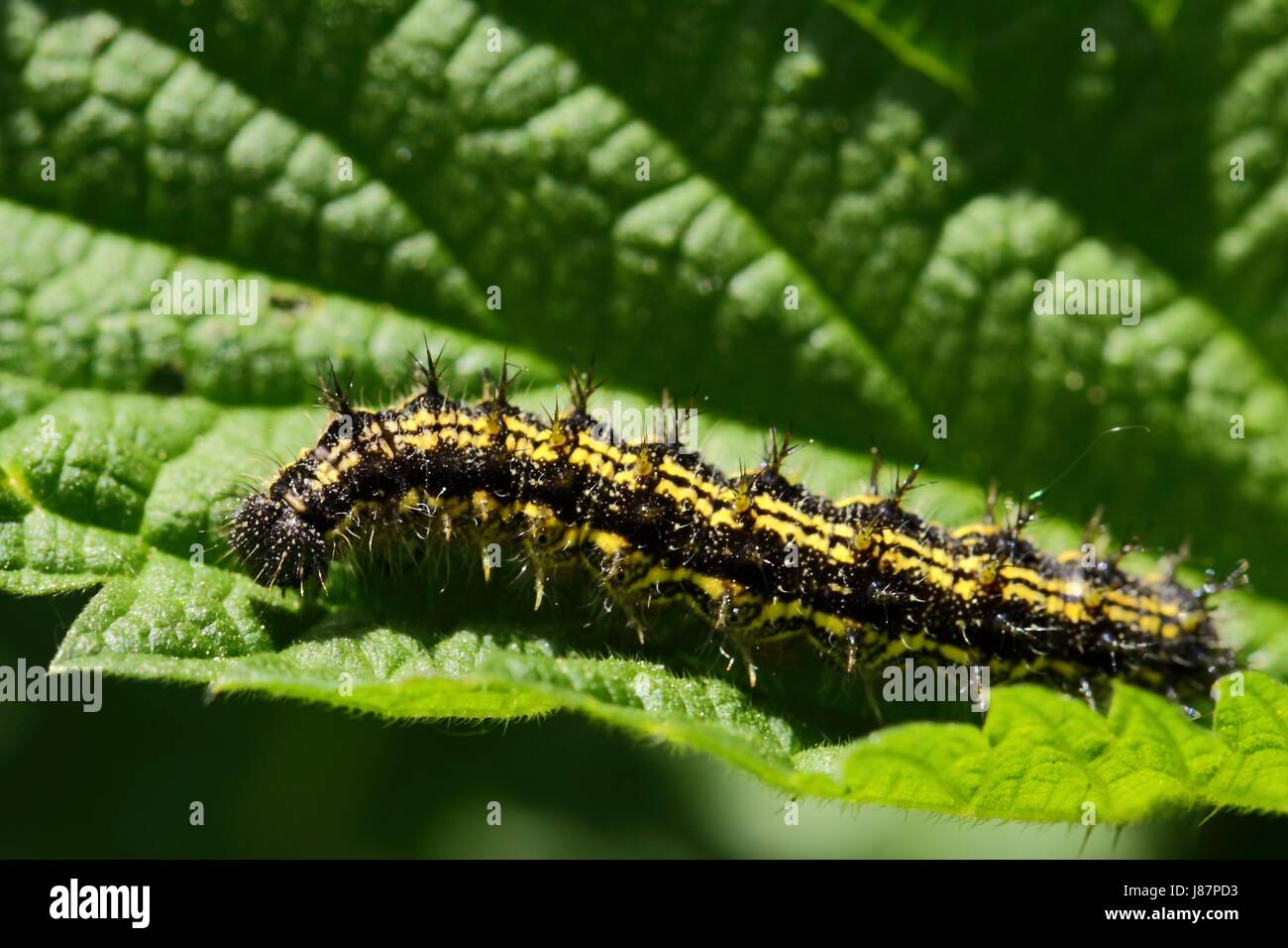 Kleiner fuchs raupe -Fotos und -Bildmaterial in hoher Auflösung – Alamy