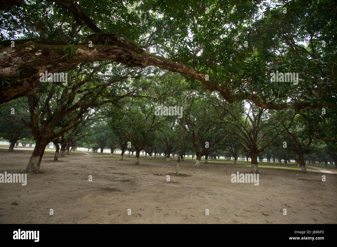 Der Mango-Hain bei dem Dorf Baidyanathtala in Meherpur, von wo die ...