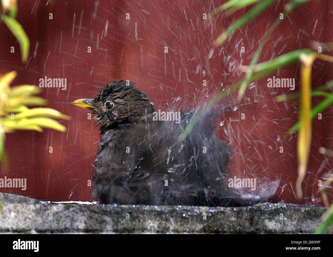 Baden von vogelmilben -Fotos und -Bildmaterial in hoher Auflösung – Alamy
