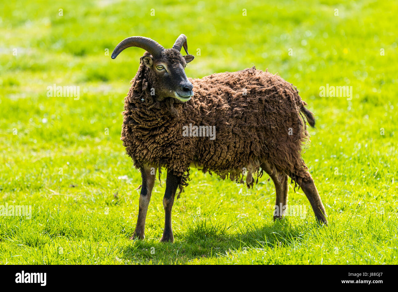 Soay schaf hardy seltene rasse -Fotos und -Bildmaterial in hoher Auflösung – Alamy