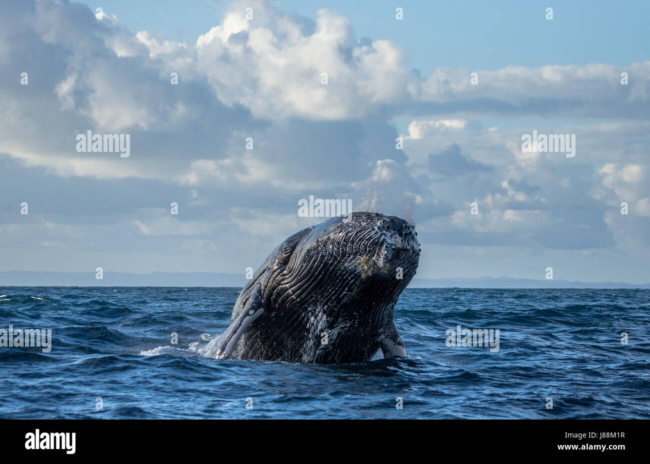 Buckelwal springt aus dem Wasser. Madagaskar. St. Marien-Insel. Eine ...